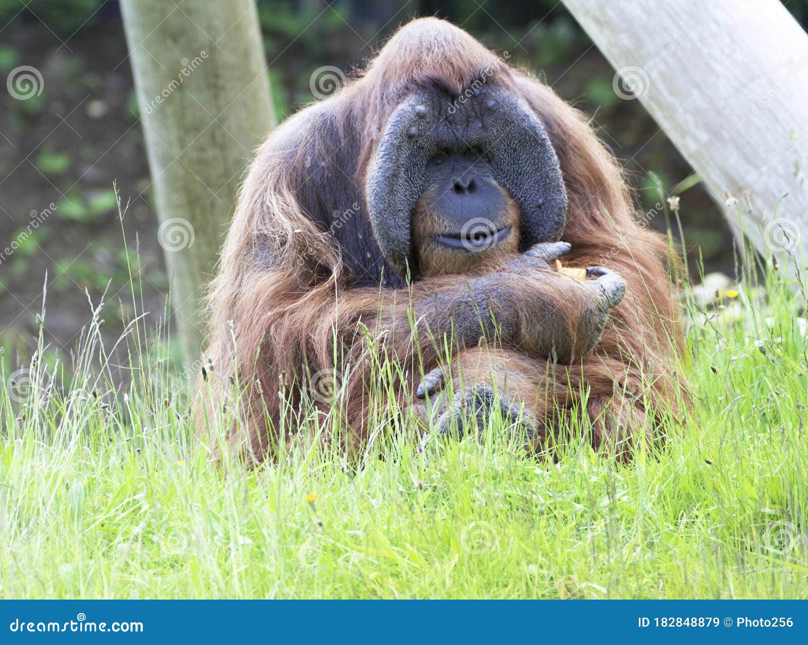Orangutan Sat with Arms Crossed Stock Image - Image of grown, arms ...