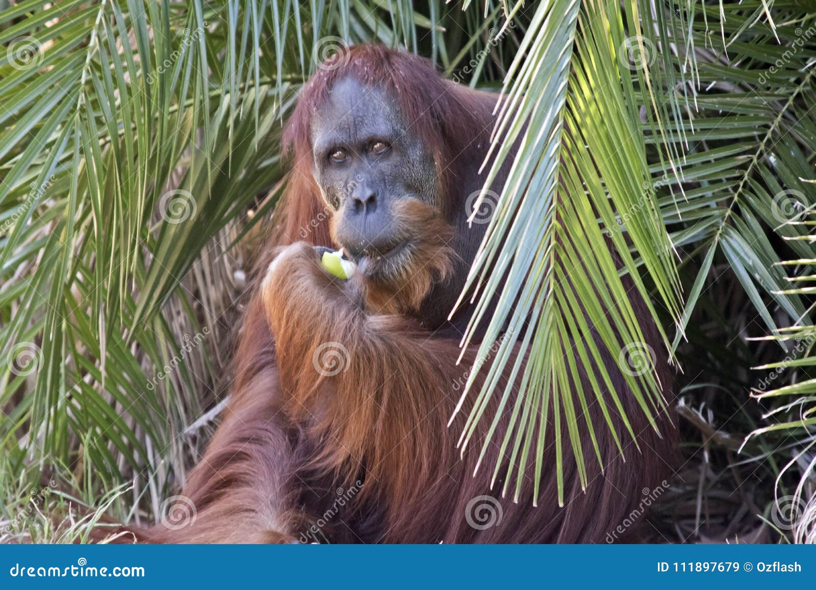 Orangutan is eating stock image. Image of orangutan - 111897679