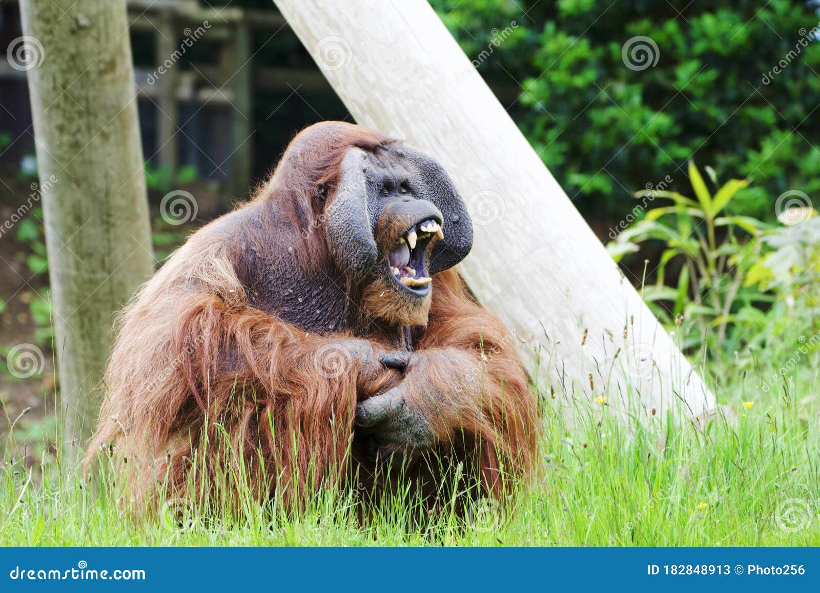 Orangutan showing teeth stock image. Image of grown - 182848913