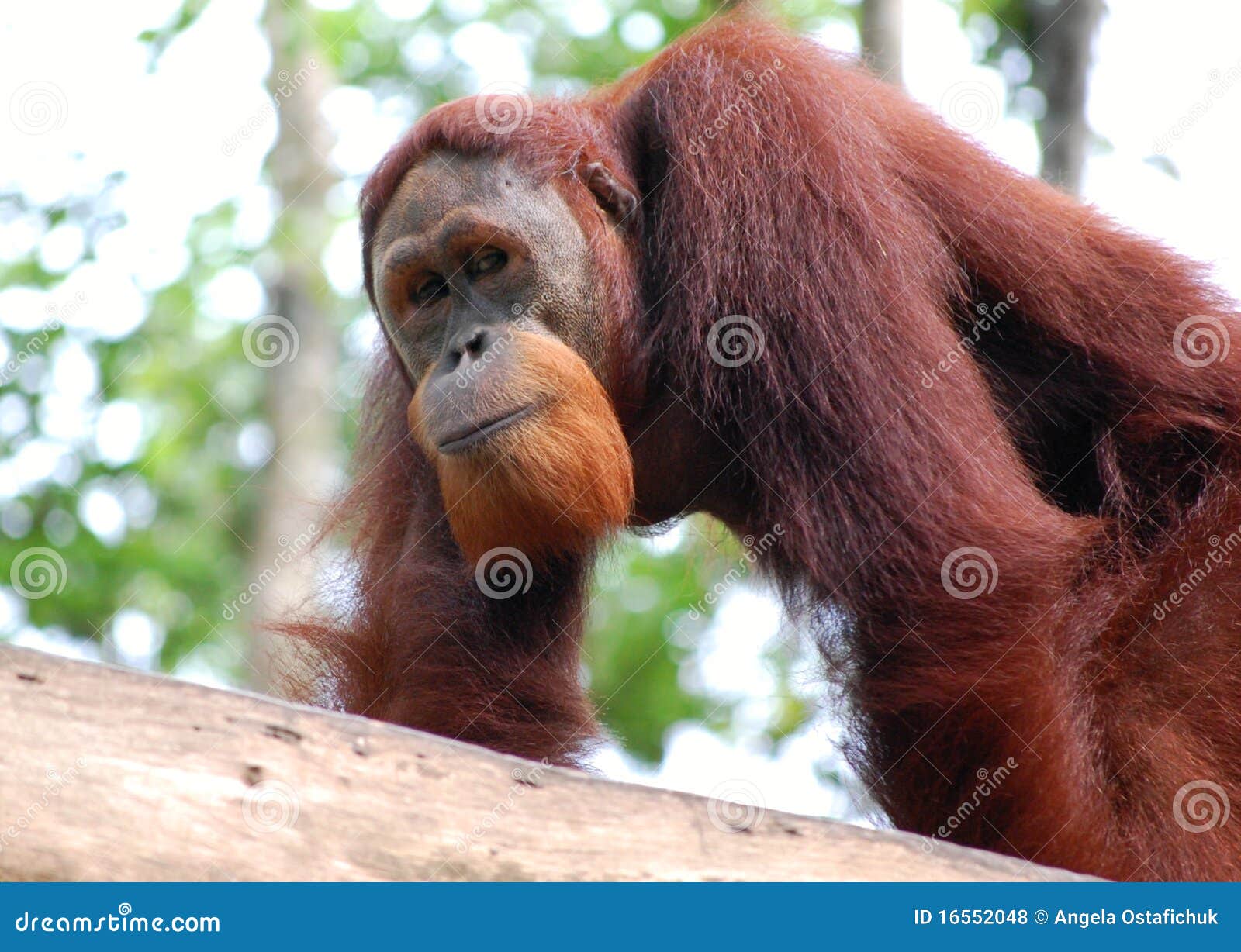 Orangutang stock photo. Image of young, orange, wildlife - 16552048
