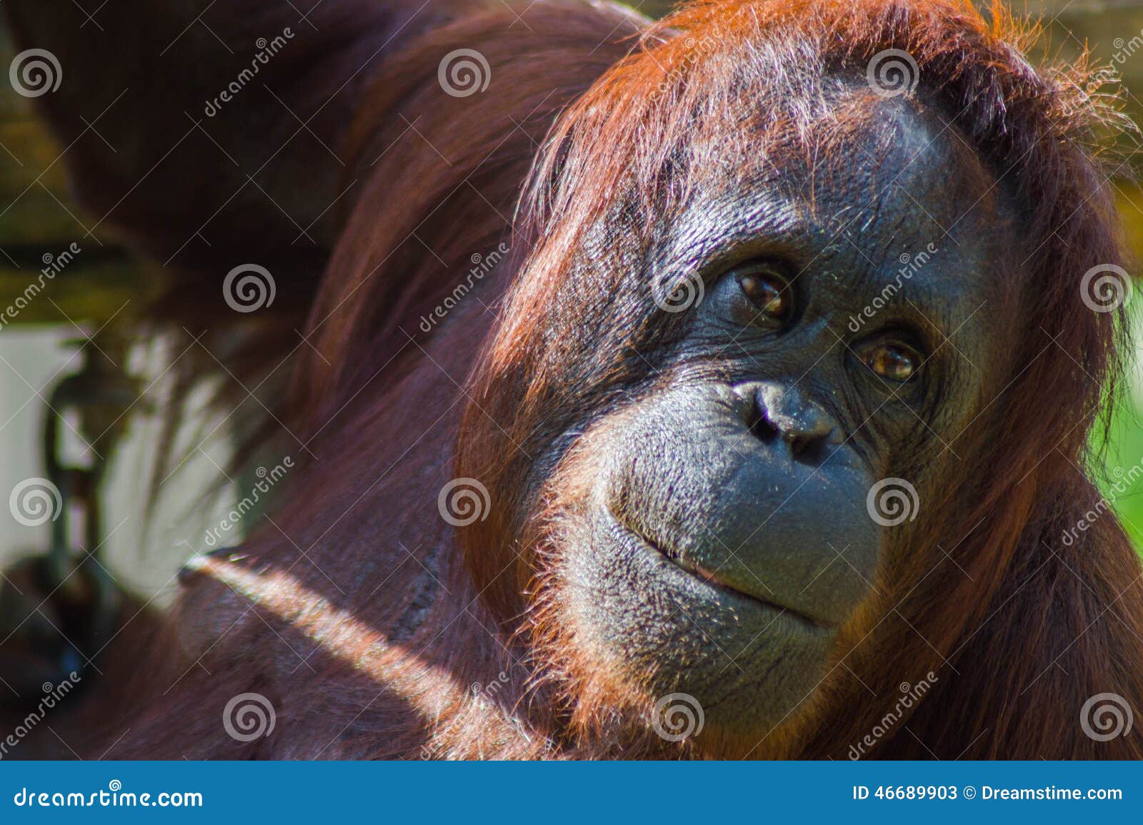 Orangutang stock image. Image of orangutang, monkey, looking - 46689903