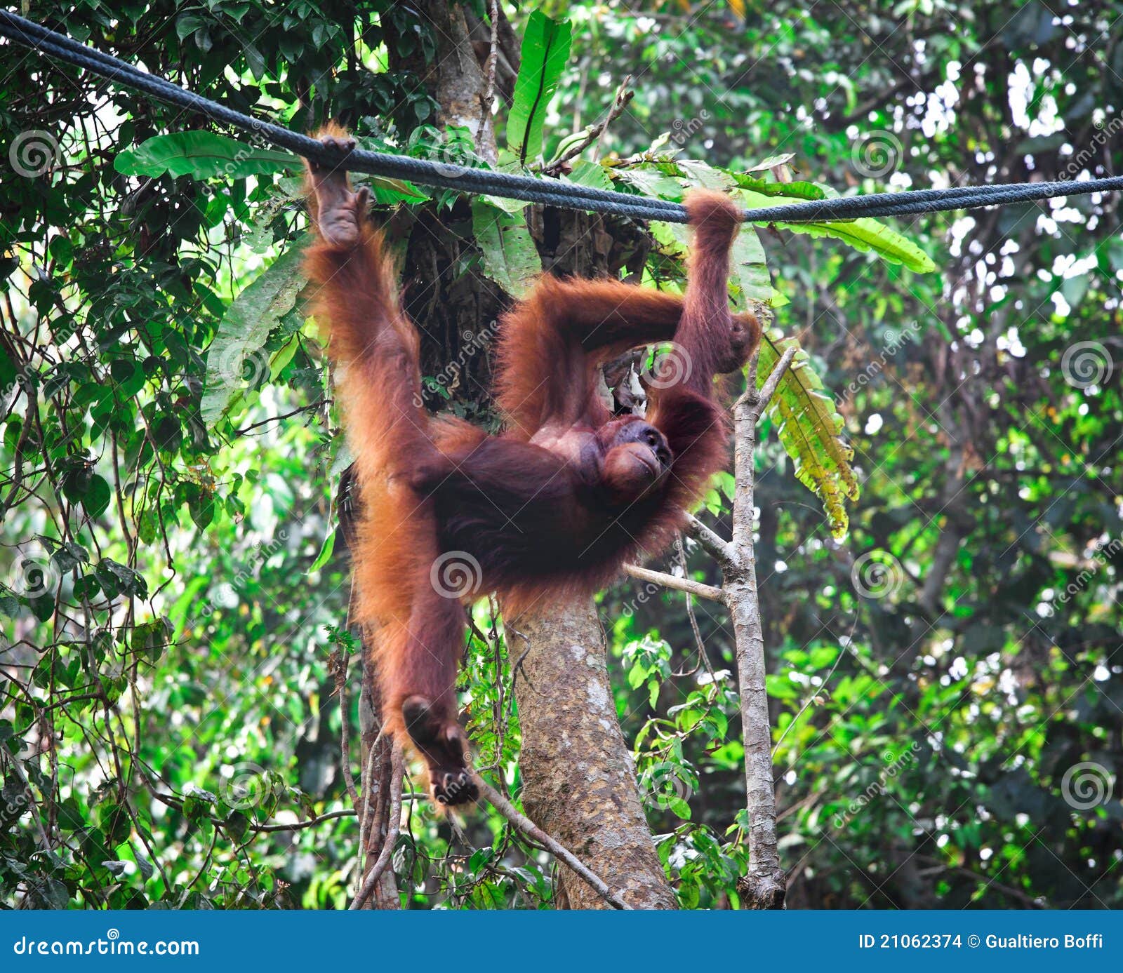 Orangutang in rainforest stock photo. Image of borneo - 21062374