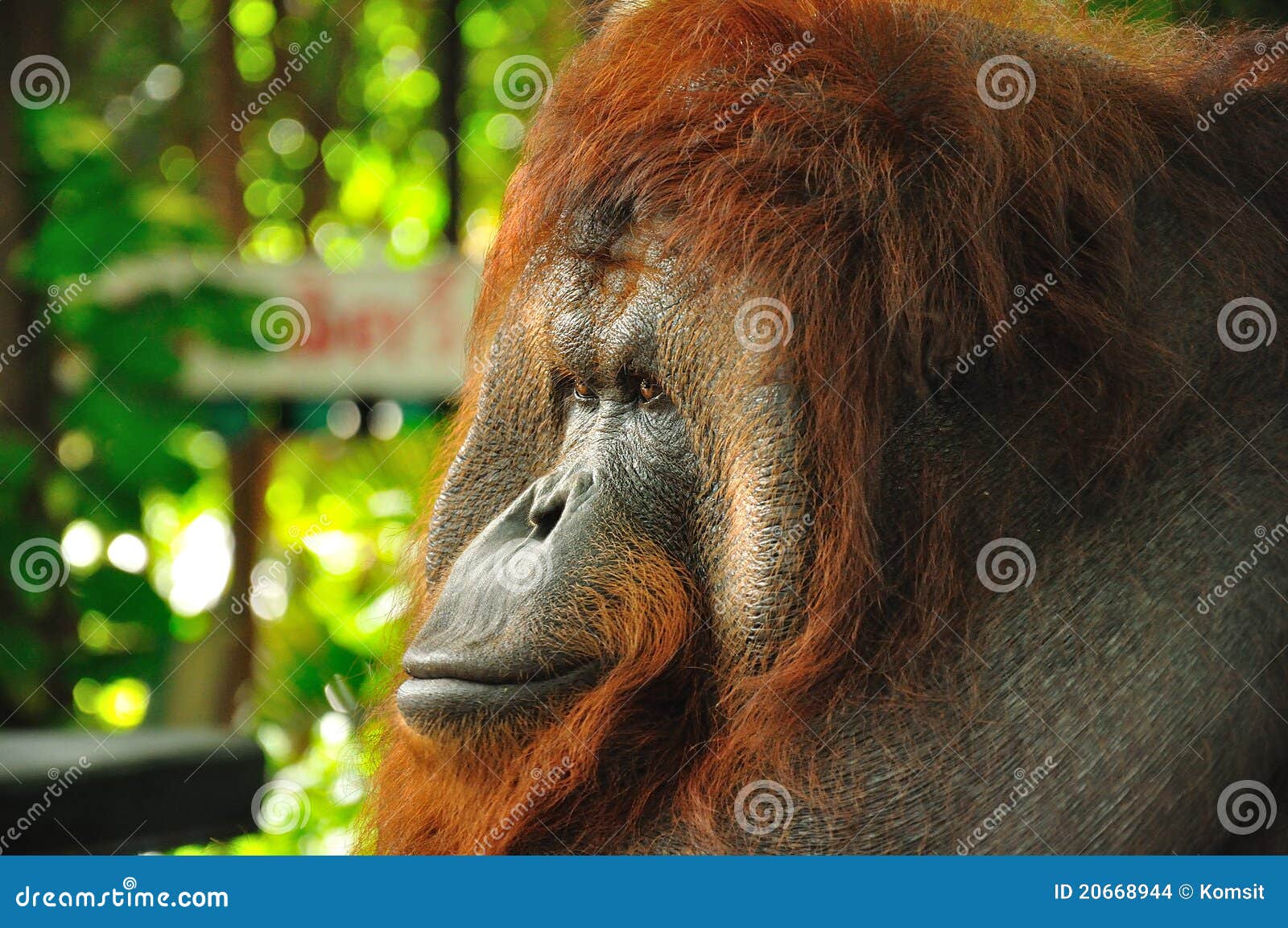 Orangutang in thailand zoo stock photo. Image of natural - 20668944