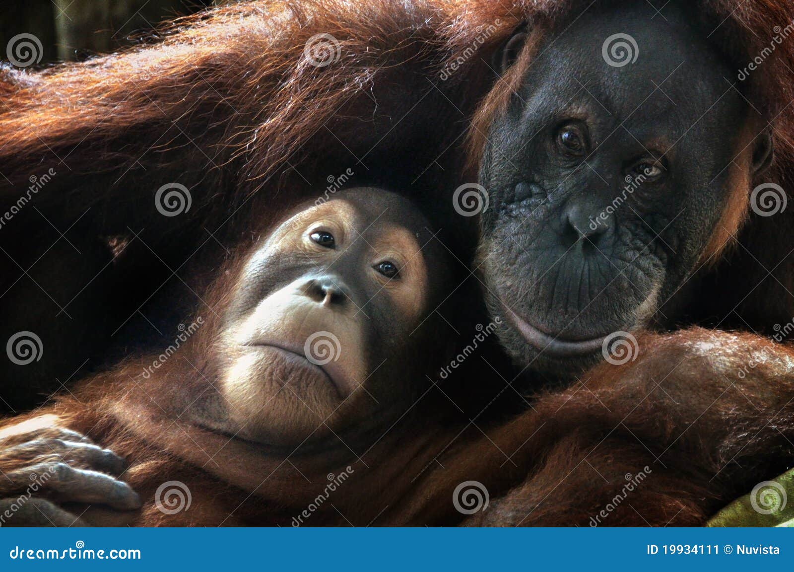 Orangutans stock image. Image of love, orangutan, wild - 19934111