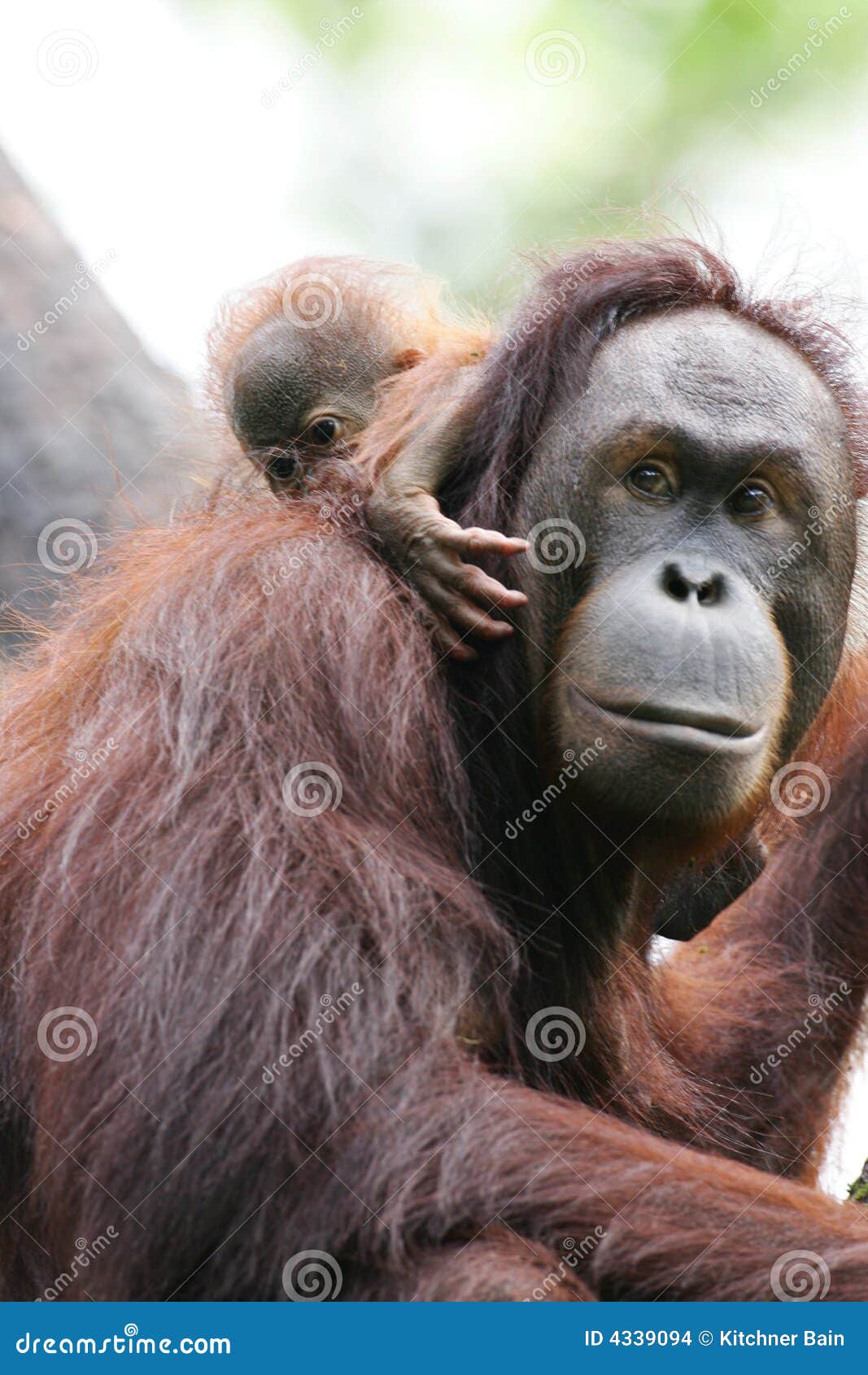 Orangutans stock photo. Image of small, monkey, wild, asian - 4339094