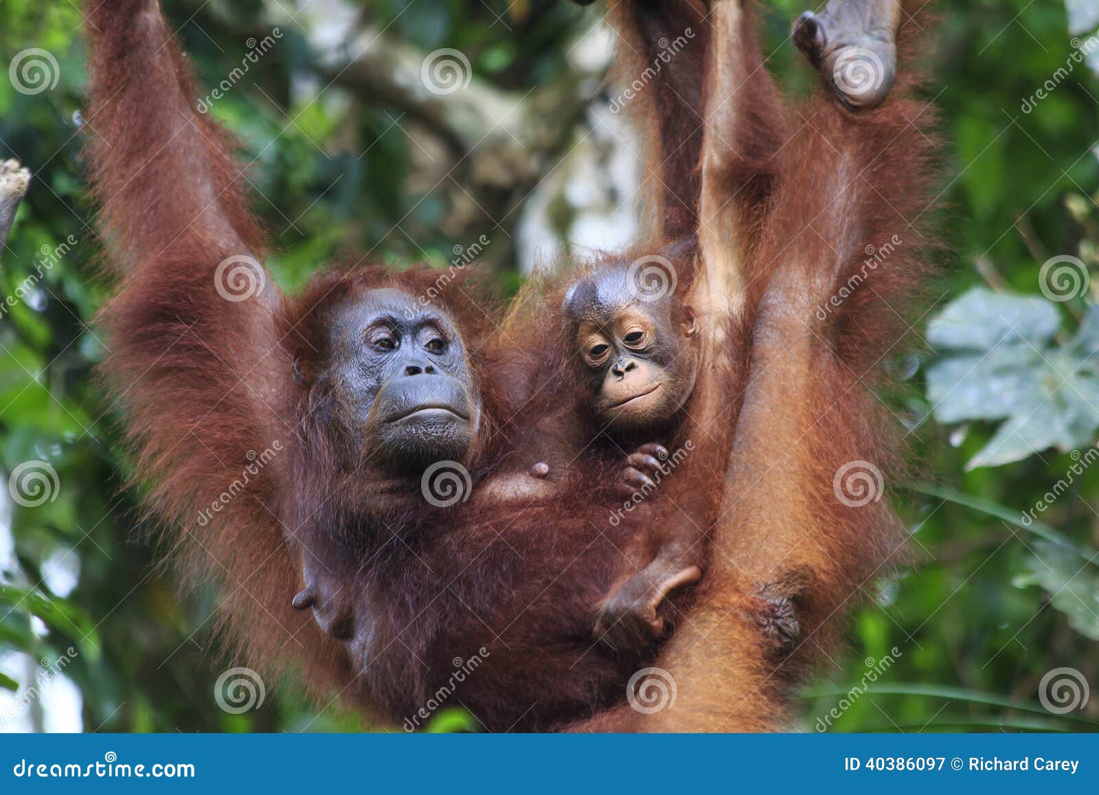 Orangutans mother and baby stock image. Image of kuching - 40386097
