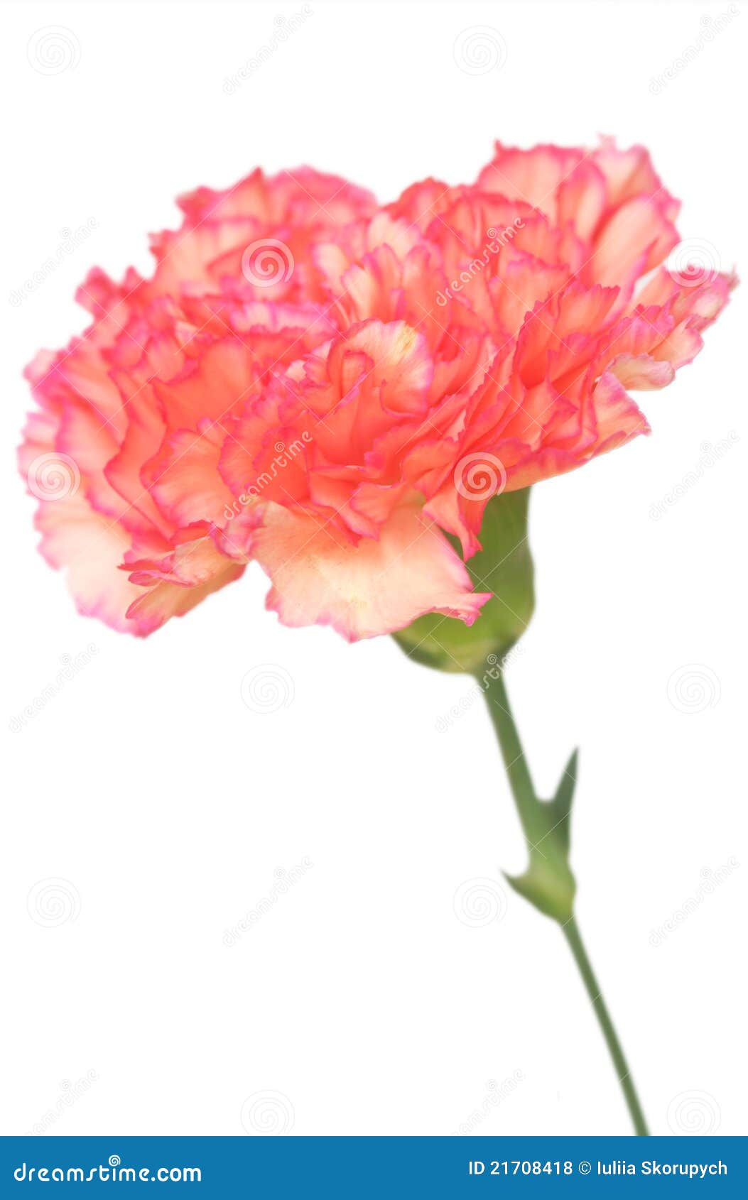 Oranje Anjer stock foto. Image of doorbladert, stam, installatie - 21708418