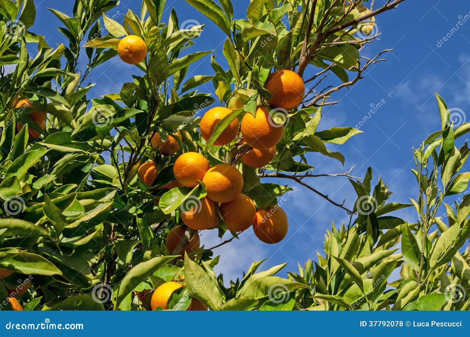 Oranje boom met vruchten stock foto. Image of nave, groen - 37792078