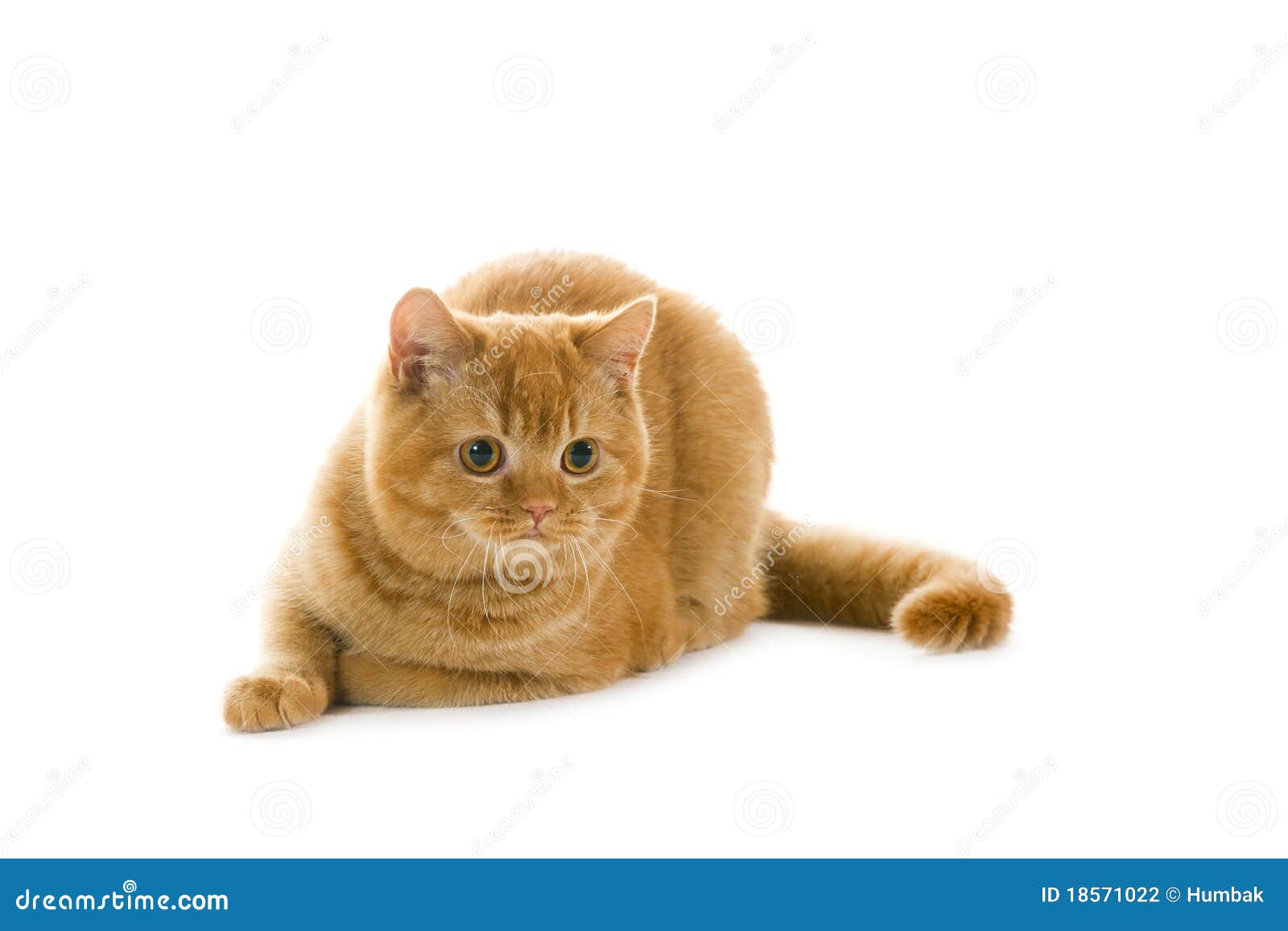 Oranje Britse raskat stock foto. Image of stel, ontwerp - 18571022