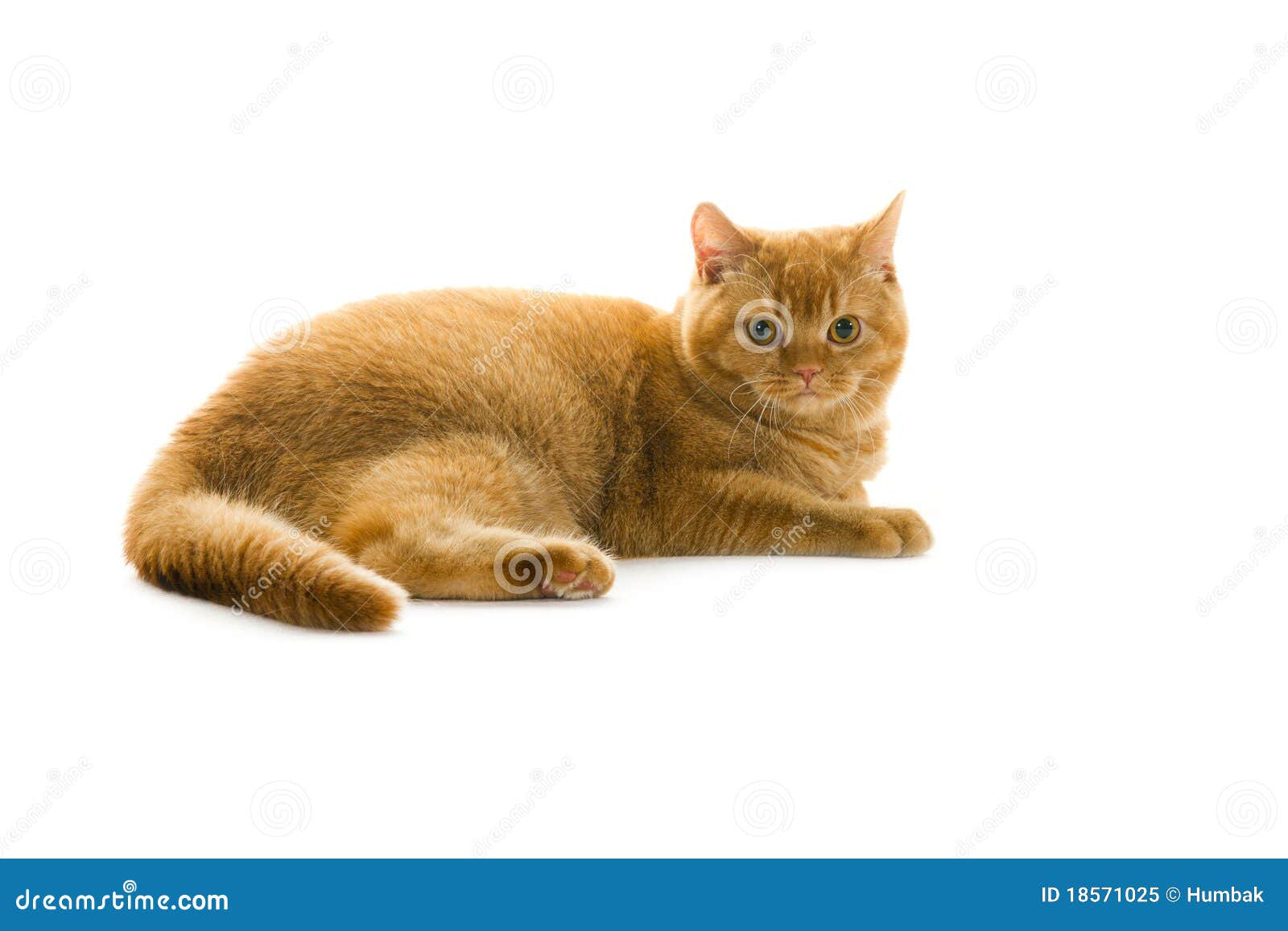 Oranje Britse raskat stock afbeelding. Image of enkelvoudig - 18571025