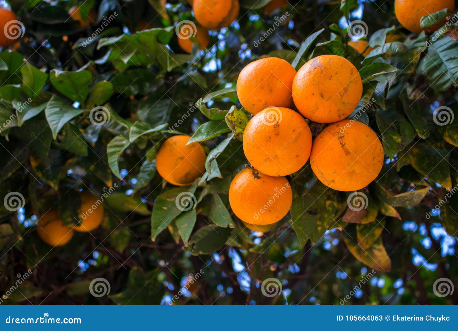Oranje Fruit stock afbeelding. Image of blad, park, voedsel - 105664063