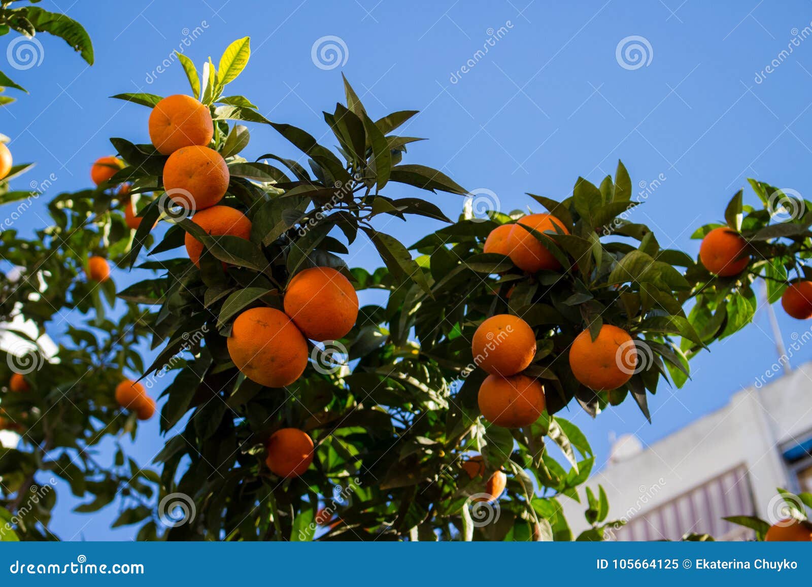 Oranje Fruit stock afbeelding. Image of schoonheid, rijp - 105664125