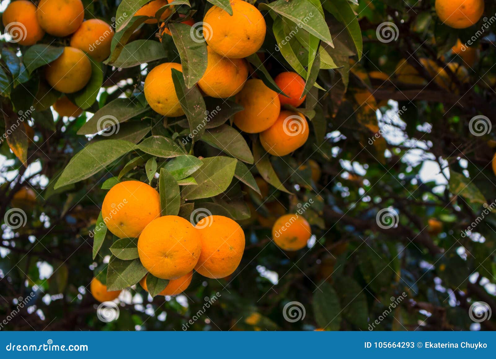 Oranje Fruit stock afbeelding. Image of citrusvrucht - 105664293