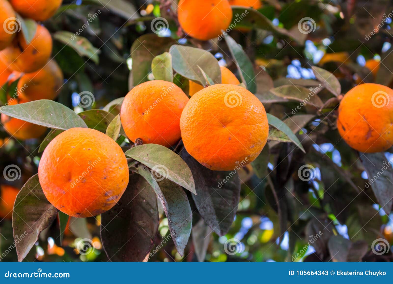 Oranje Fruit stock afbeelding. Image of park, tuin, nave - 105664343