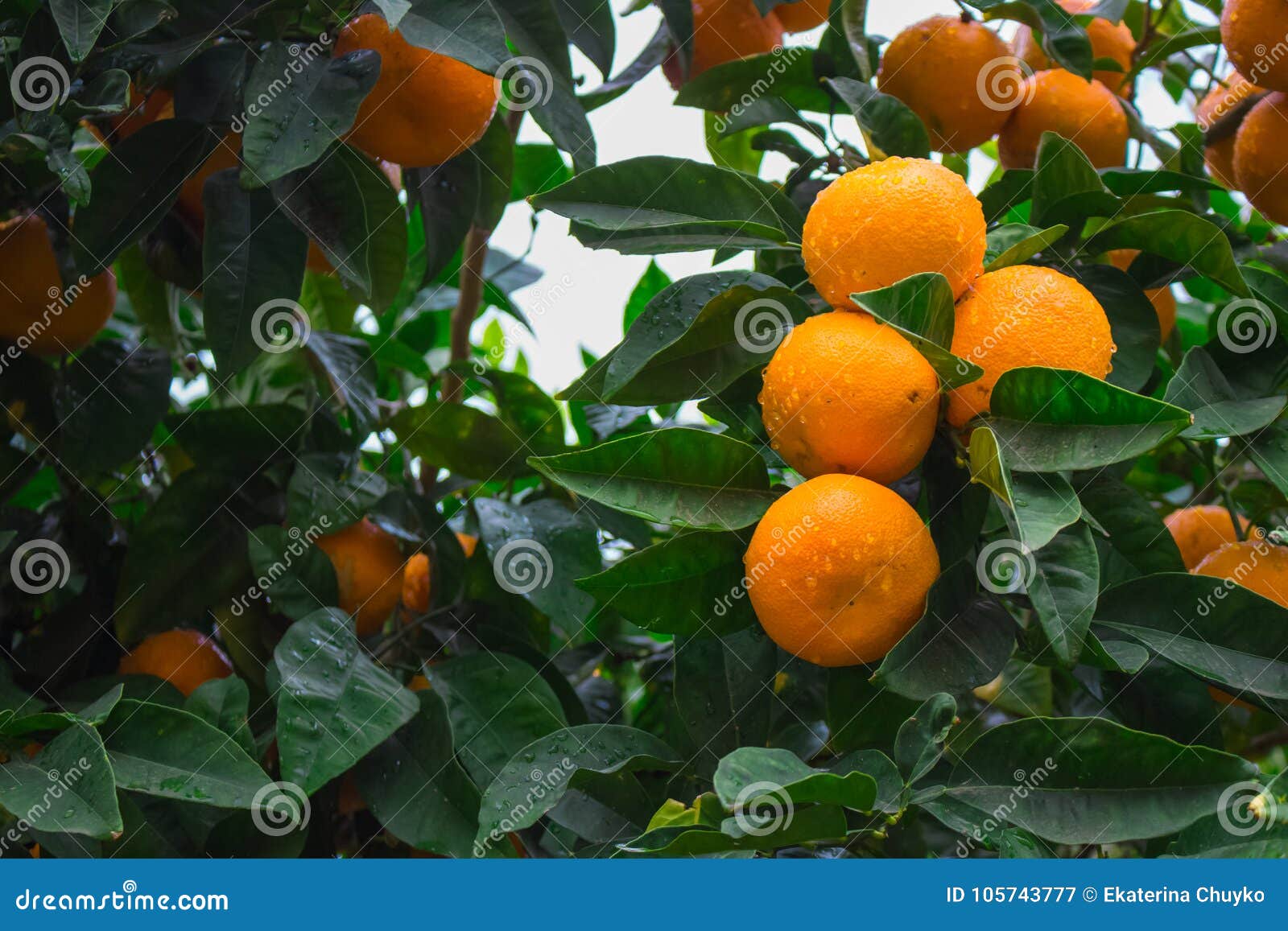 Oranje Fruit stock afbeelding. Image of sinaasappel - 105743777