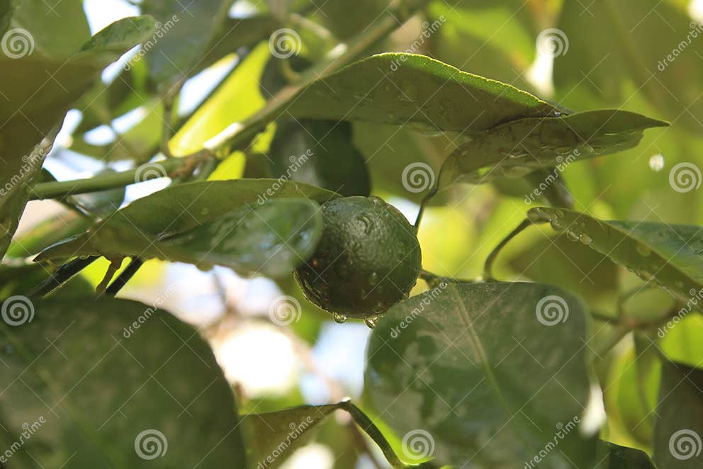 Oranje Fruit stock foto. Image of welke, vrucht, sinaasappel - 133270082