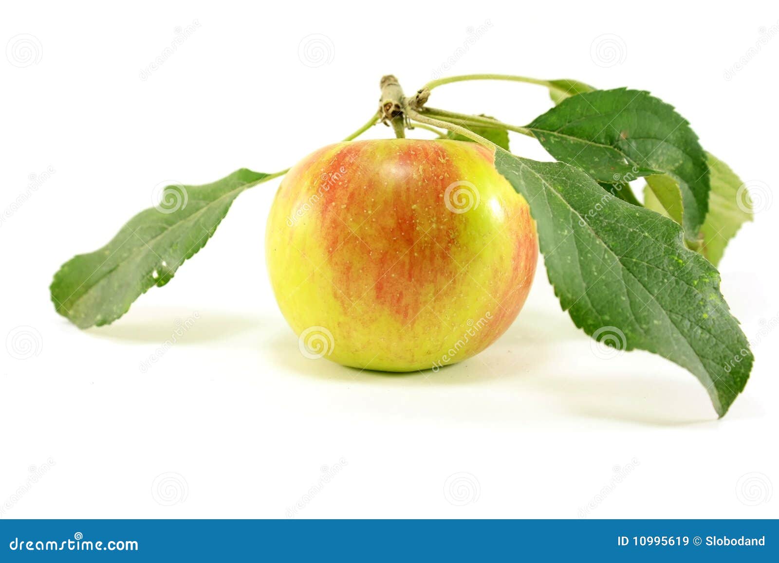 Oranje/gele Appel Met Bladeren Stock Afbeelding - Image of organisch ...