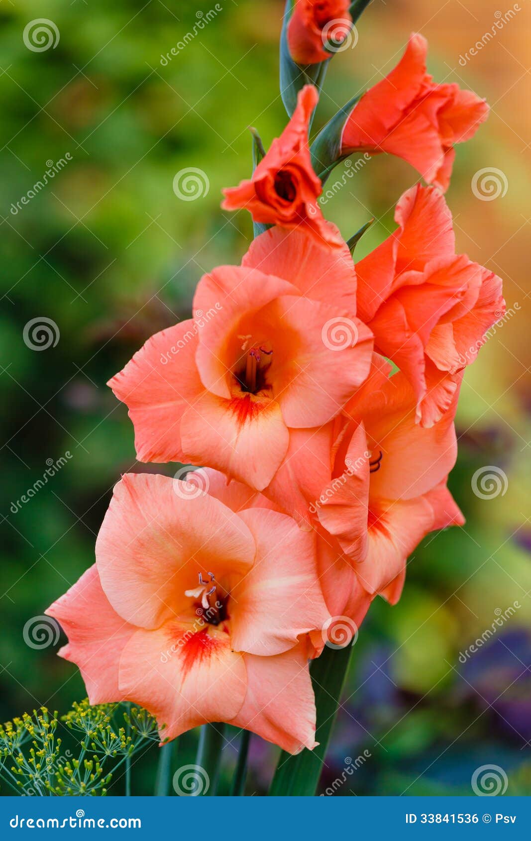 Oranje gladiolen stock foto. Image of bloemen, meervoud - 33841536