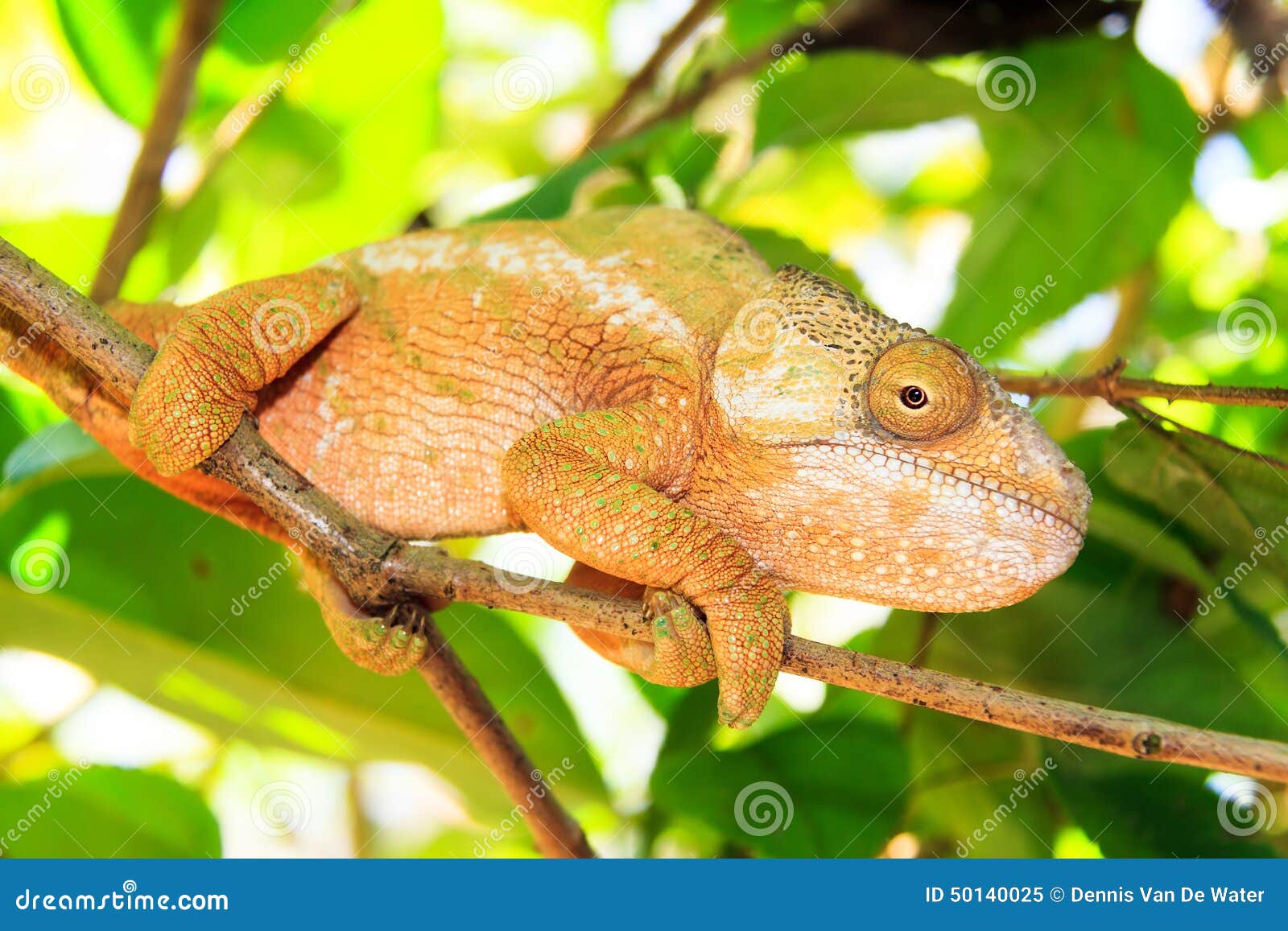 Oranje Kameleon stock afbeelding. Image of macro, dominee - 50140025