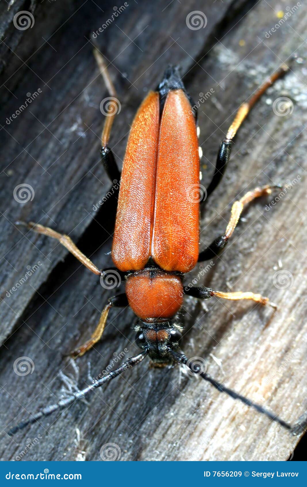 Oranje kever stock afbeelding. Image of macro, klein, insect - 7656209