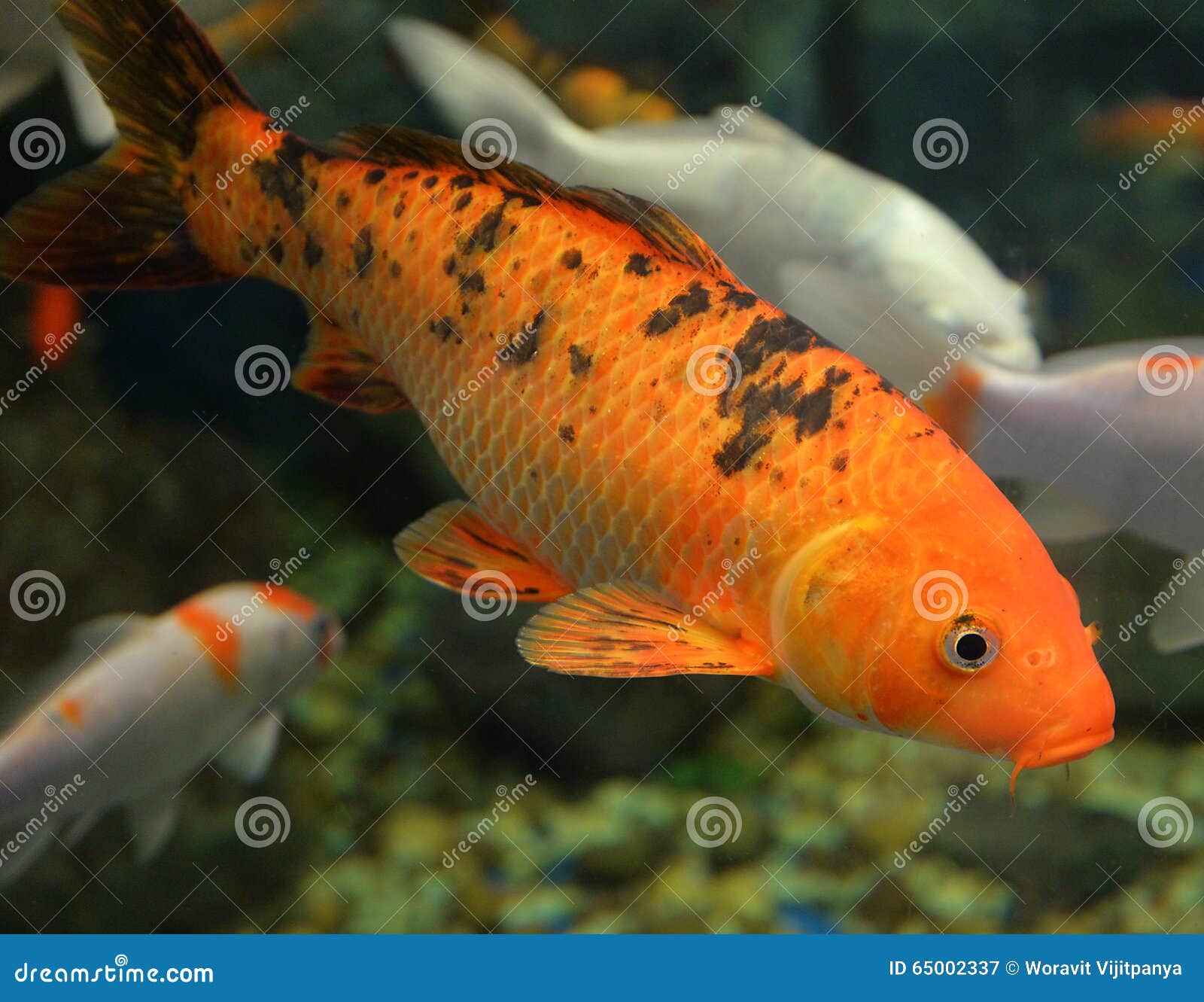 Oranje Koi-karper stock afbeelding. Image of rood, zomer - 65002337