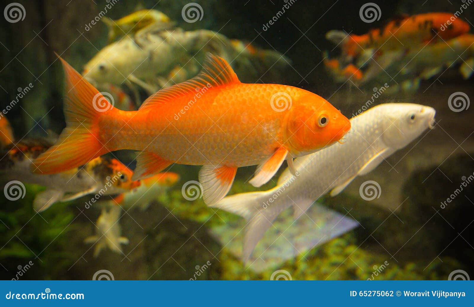 Oranje Koi-karper stock foto. Image of ontspanning, zwem - 65275062