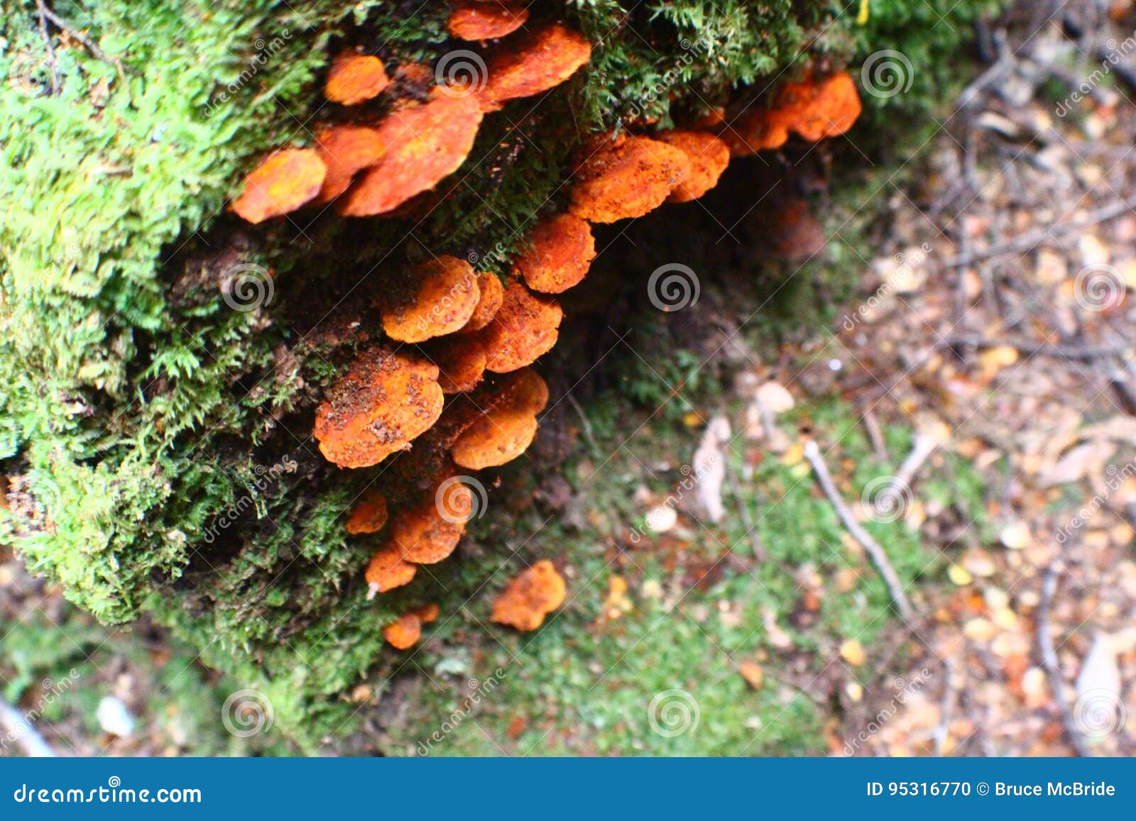 Oranje Korstmos Op Bemoste Boomstomp Stock Foto - Image of sinaasappel ...