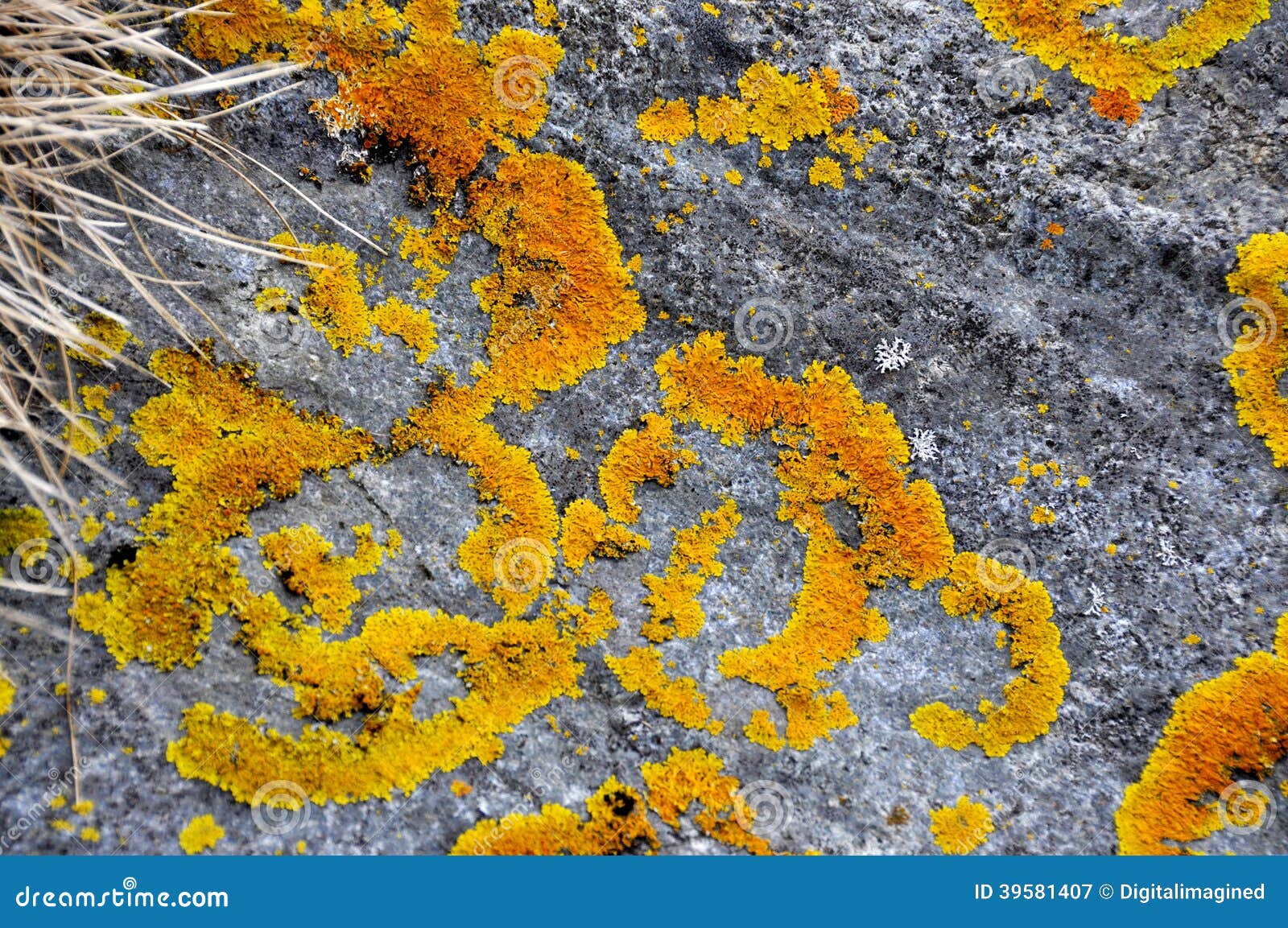 Oranje korstmos op steen stock afbeelding. Image of korstmossen - 39581407