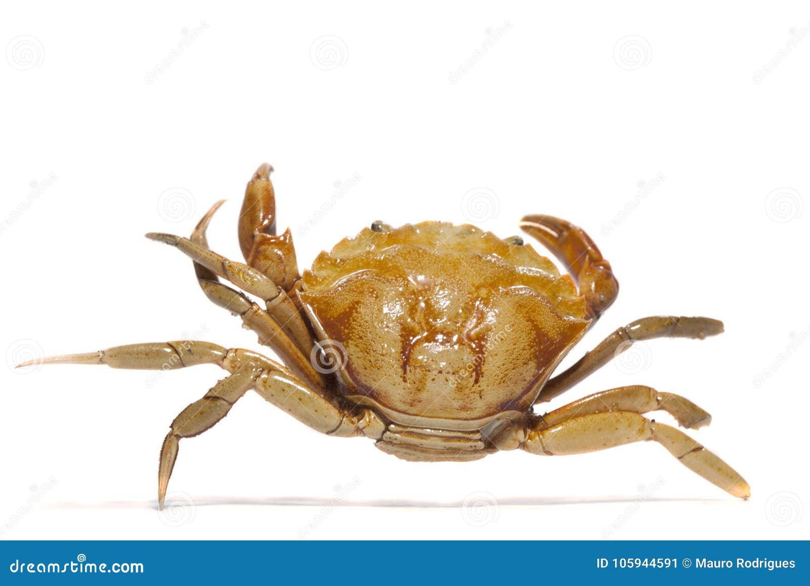 Oranje krab stock afbeelding. Image of voorgerecht, voedsel - 105944591