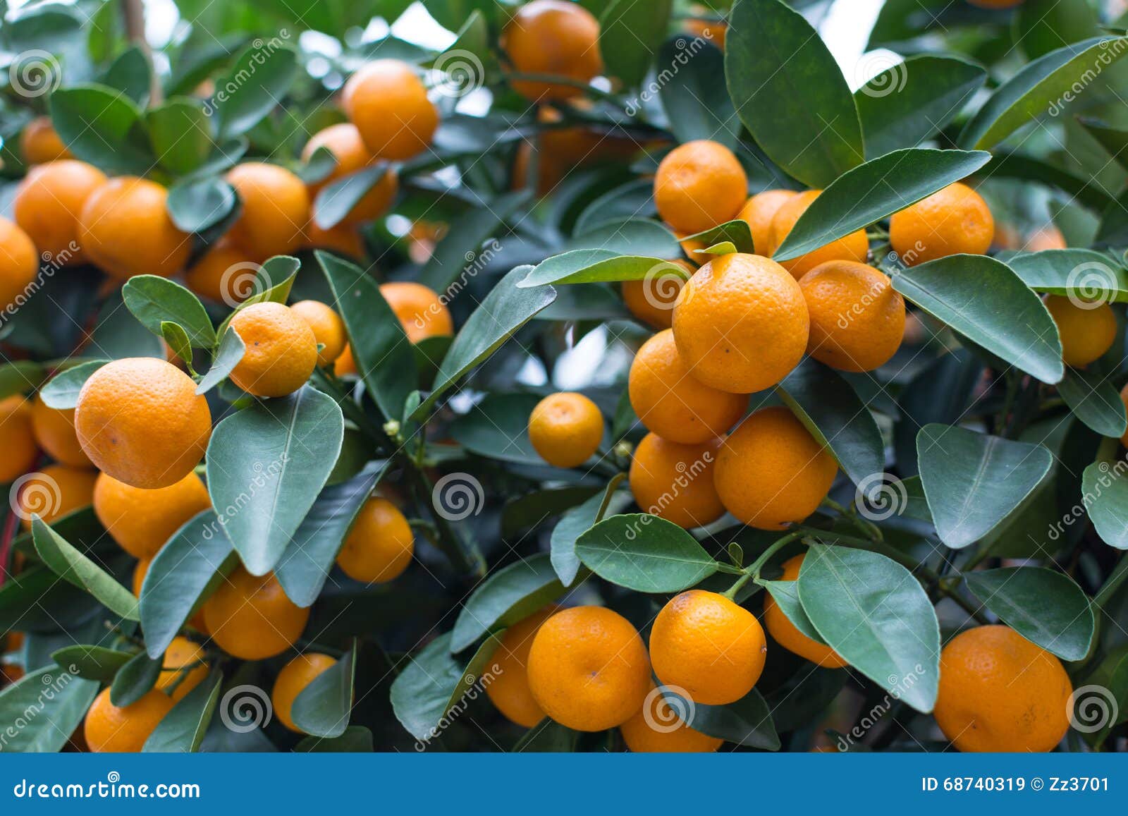 Oranje mandarijnen op boom stock afbeelding. Image of landbouw - 68740319