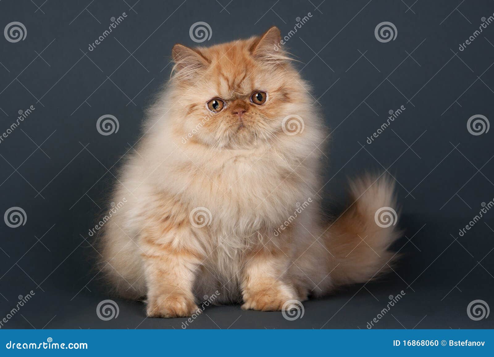 Oranje Perzische kat stock foto. Image of bont, portret - 16868060