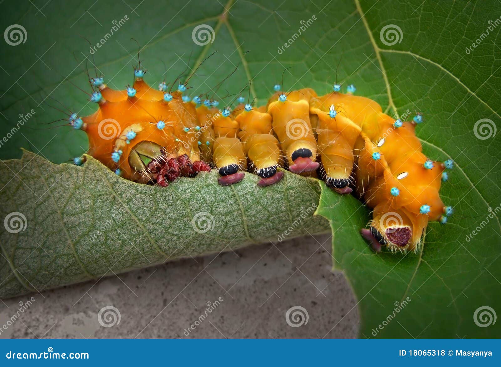 Oranje rupsband stock foto. Image of naughty, blad, macro - 18065318
