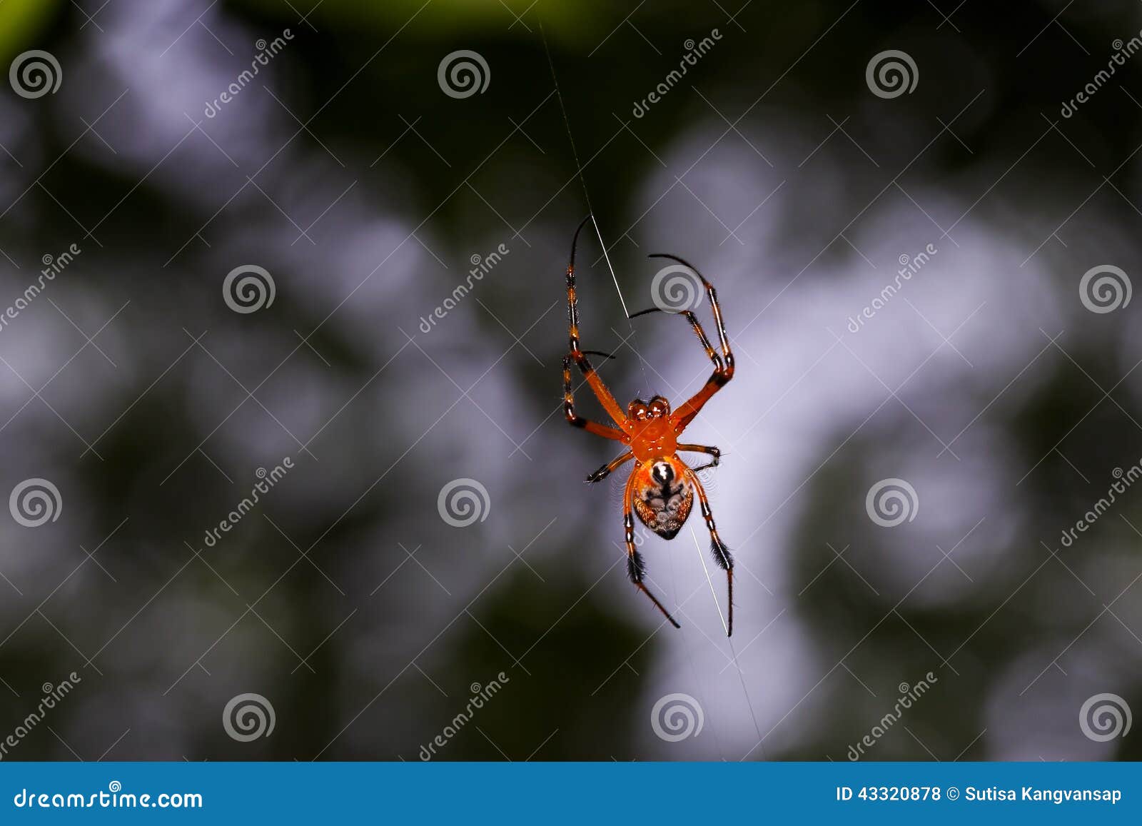 Oranje Spin Met Zwarte Benen Stock Foto - Image of buiten, kruip: 43320878