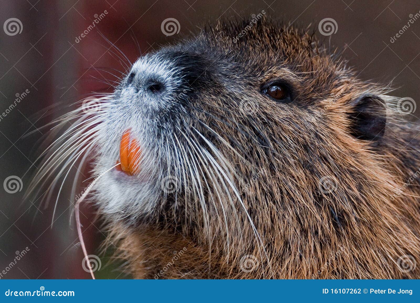 Oranje tand Bever stock foto. Image of sinaasappel, kleur - 16107262