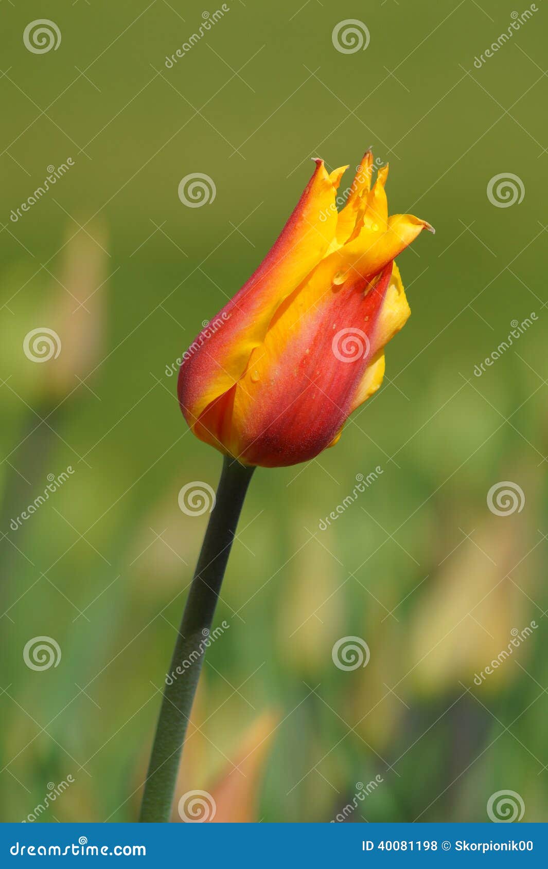 Oranje Tulp in Botanische Tuin Stock Foto - Image of bloeien, vers ...