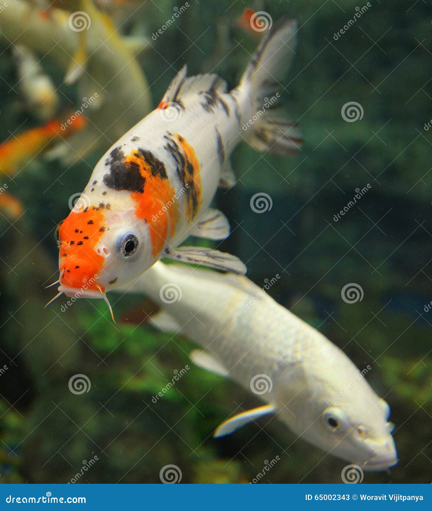 Oranje-witte Koi-karper stock afbeelding. Image of rustig - 65002343