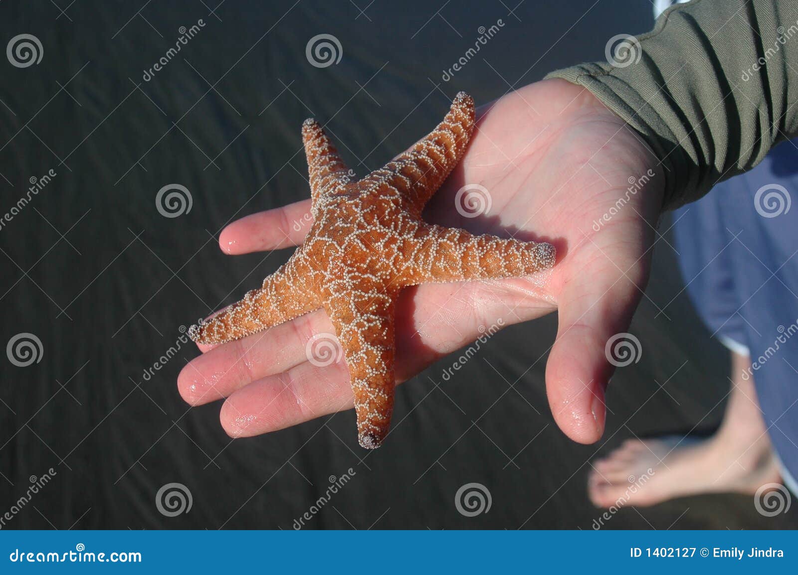 Oranje Zeester stock afbeelding. Image of nave, zeester - 1402127