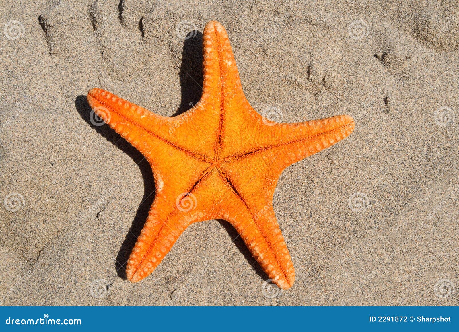 Oranje zeester stock foto. Image of tropisch, sinaasappel - 2291872