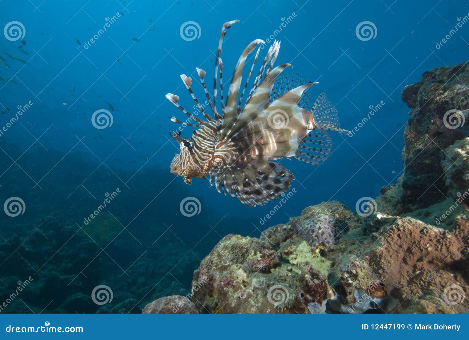 Orante tropical fish stock image. Image of blue, animal - 12447199