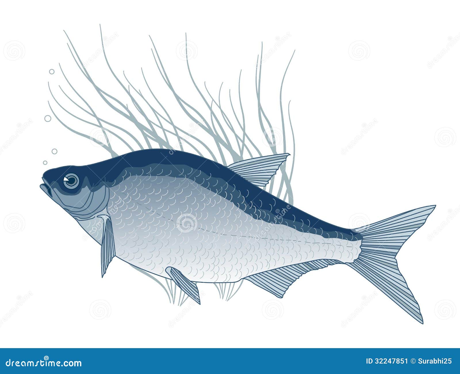 Orata illustrazione vettoriale. Illustrazione di acqua - 32247851