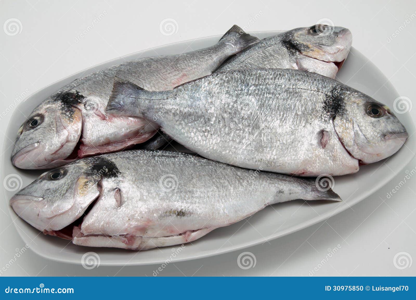 Orate fotografia stock. Immagine di pesci, animale, nutrizione - 30975850