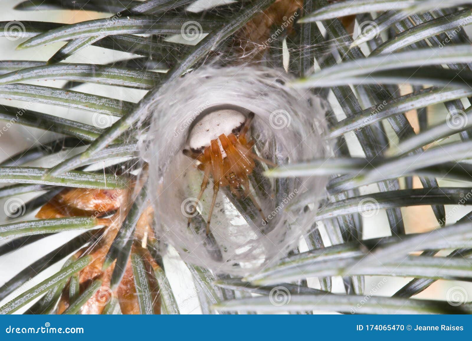 An Orange Orb Spider Inside of a Cone Web with Egg Sac Stock Photo ...