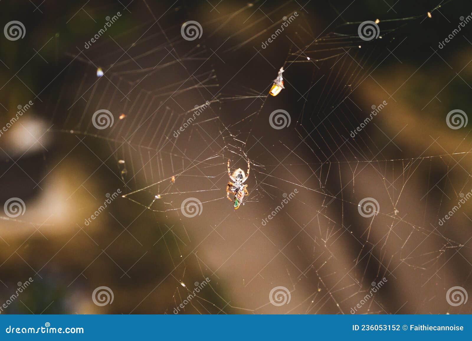 Orb Spider on Spider Web Eating a Dead Bug he Trapped Shot at Night in ...
