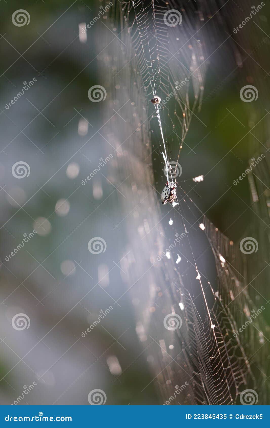 Orb spider on web stock image. Image of drop, sunlight - 223845435
