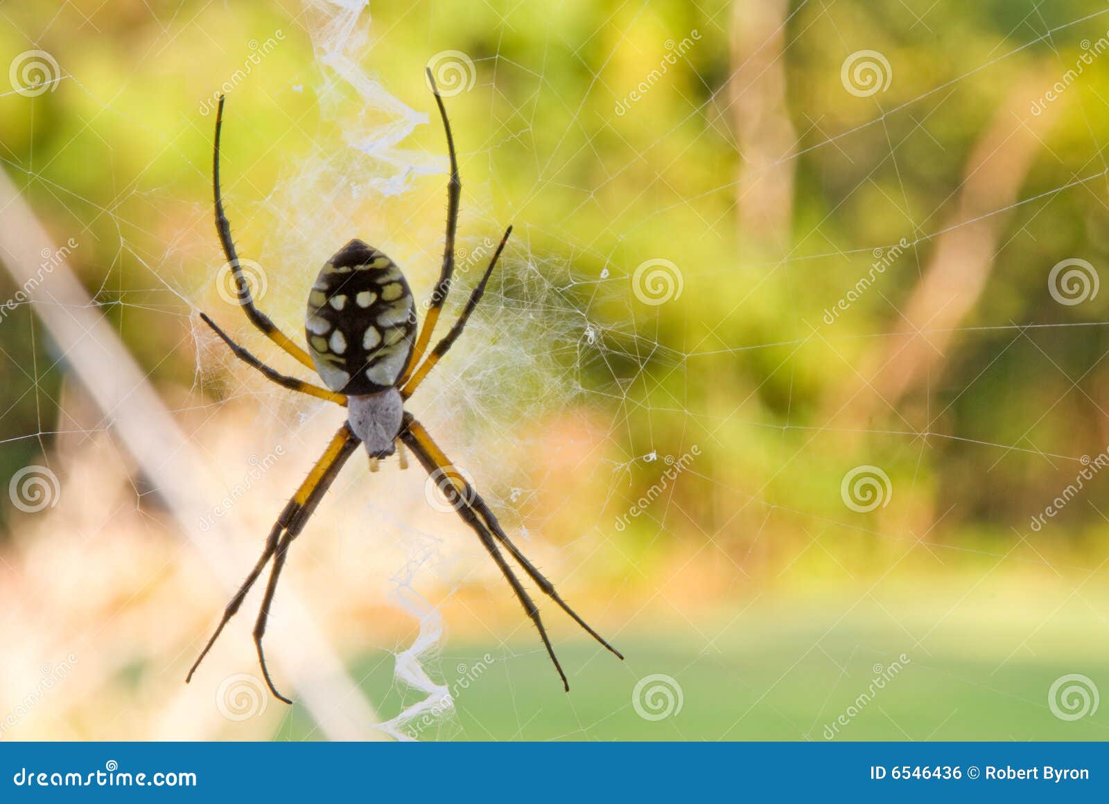 Orb-waver spider in web stock photo. Image of summer, legs - 6546436