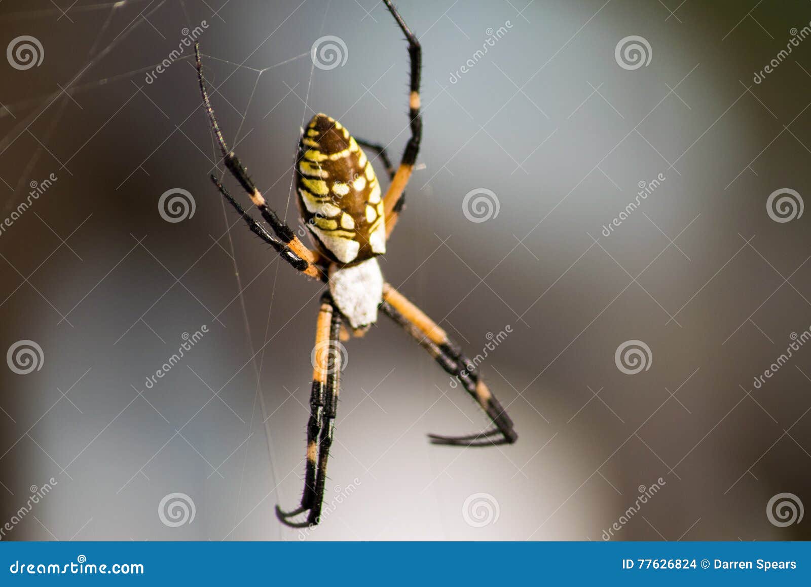 Orb Weaver Garden Spider stock photo. Image of colorful - 77626824