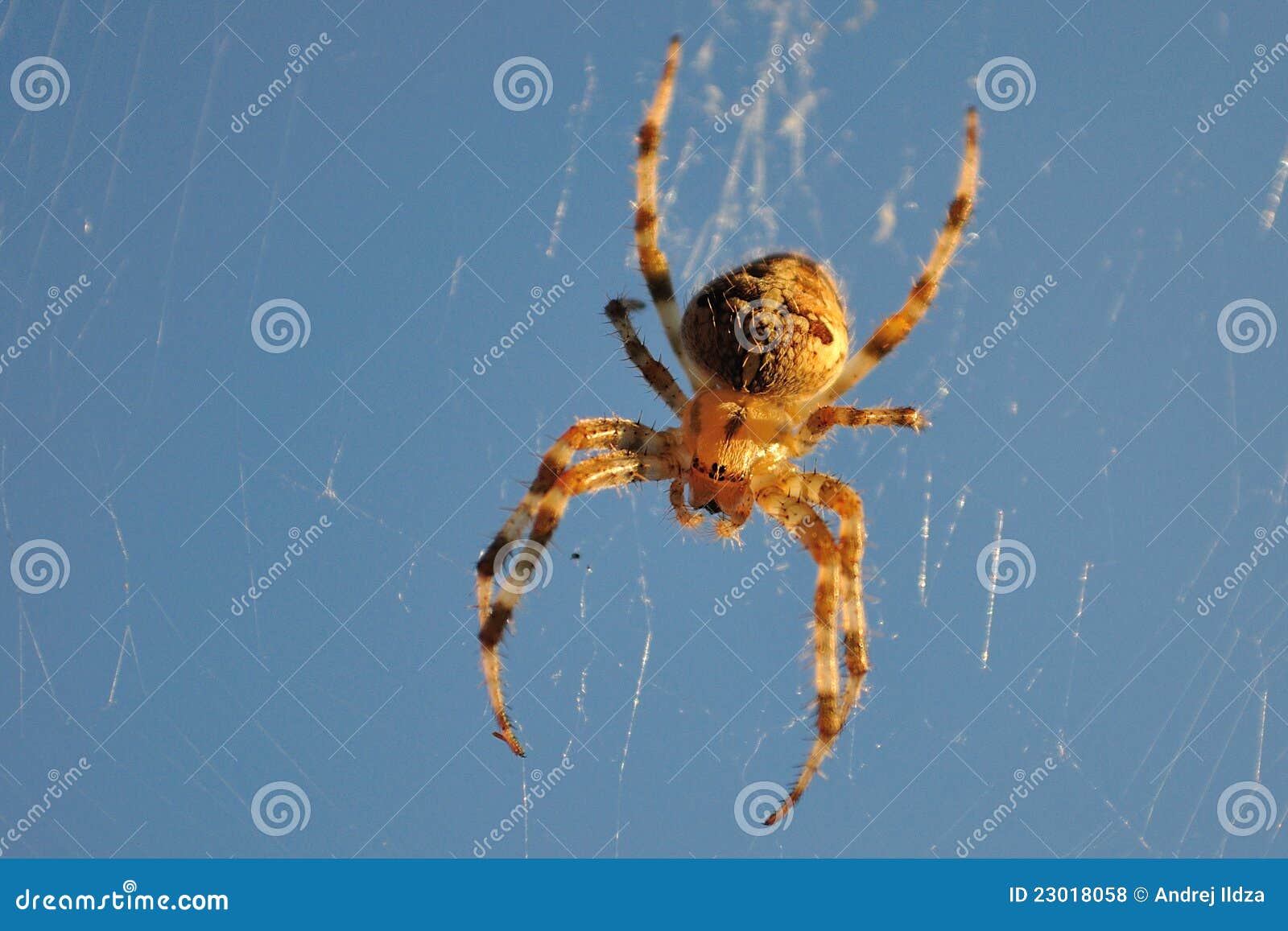 The Weaver Spider Builders Of Spiral Wheel-shaped Webs. Stock ...