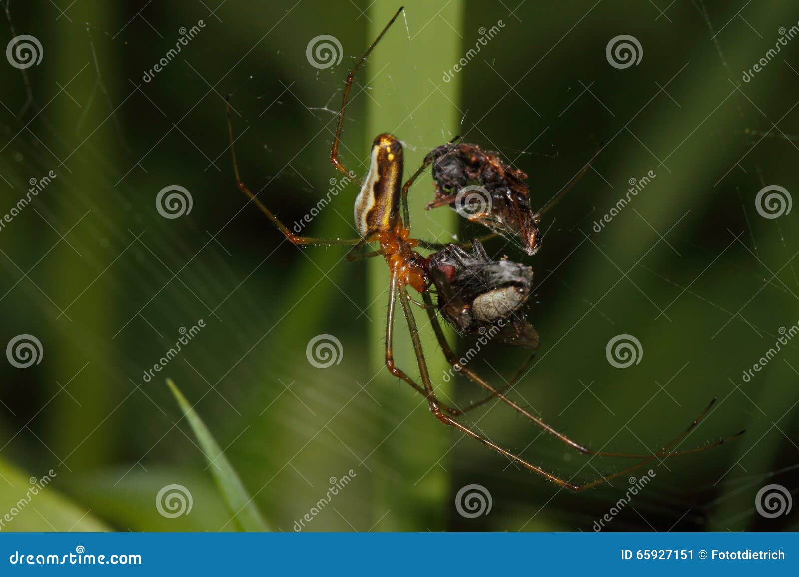 Orb-weaver Spider (Araneidae) Stock Image - Image of closeup, forest ...