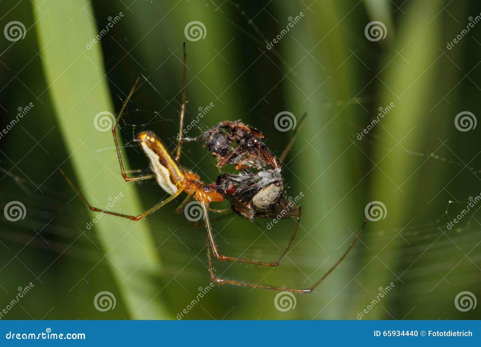 Orb-weaver Spider (Araneidae) Stock Photo - Image of environment ...