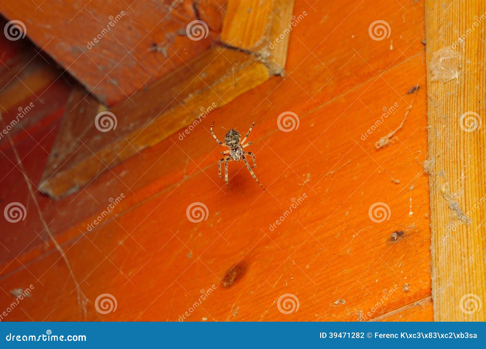 Orb Weaver Spider in the Corner Stock Photo - Image of thread, weaver ...